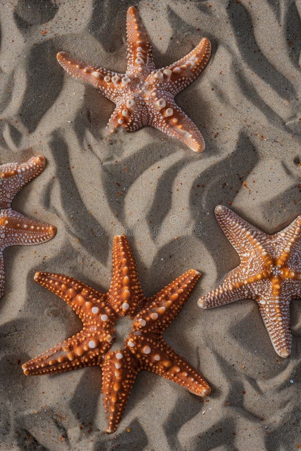 The Starfish are Lying on the Sand. View from Above Stock Image - Image ...
