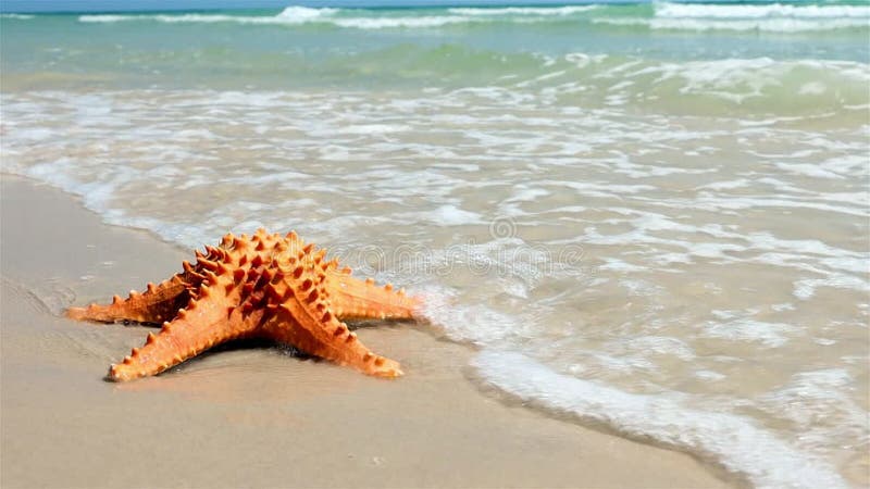Starfish Lying on the Sea Beach is Washed by the Waves, Slow Motion ...