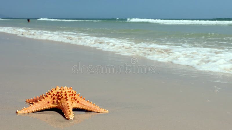 Starfish Lying on the Sea Beach is Washed by the Waves, Slow Motion ...