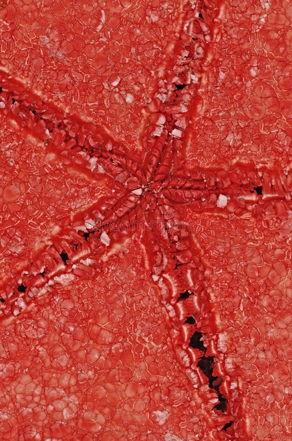 Starfish stock photo. Image of starfish, isolated, mollusk - 60636976