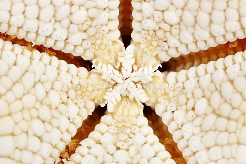 Starfish macro stock image. Image of background, invertebrate - 43206953