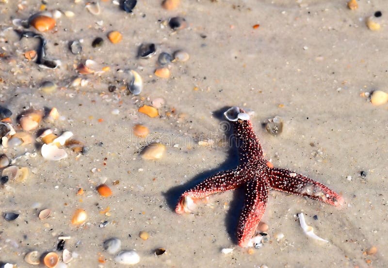 Starfish Missing Arm stock photo. Image of missing, ocean - 54817946