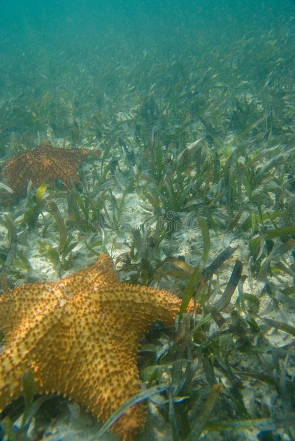 Cluster of Starfish Underwater on Ocean Floor Stock Photo - Image of ...
