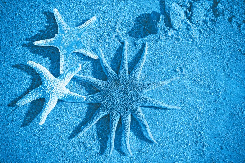 Starfish in ocean. stock image. Image of beauty, paradise - 20851317