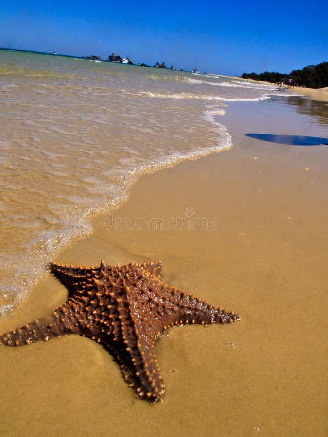 Lover s key starfish stock image. Image of white, outdoors - 365465