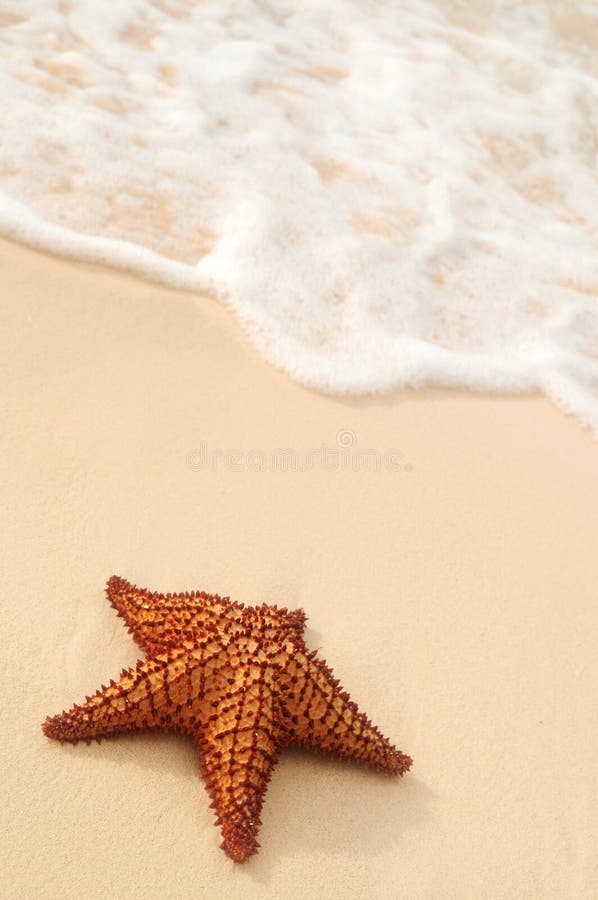 Starfish Wave Beach Background Stock Image - Image of exotic, aquatic ...