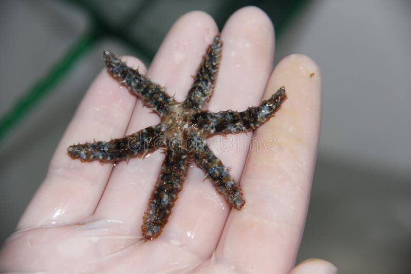 Starfish stock photo. Image of alive, star, marinelife - 55460842
