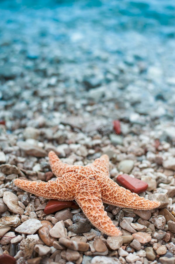 Starfish stock image. Image of echinoderms, predator - 59524307