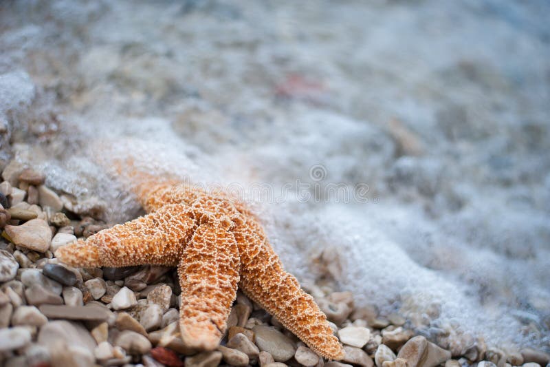 Starfish stock photo. Image of broken, orange, brittle - 59556858