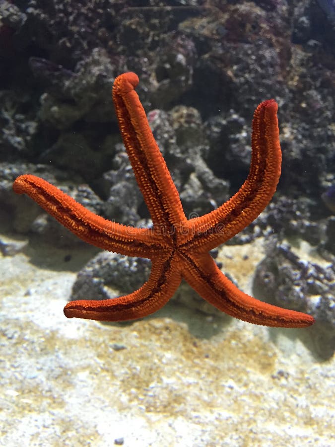 Starfish stock image. Image of seaworld, underwater, starfish - 52607487