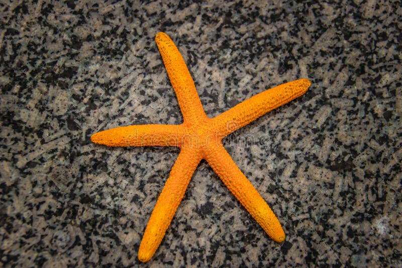 Starfish stock image. Image of varicoloured, uncommon - 65708915