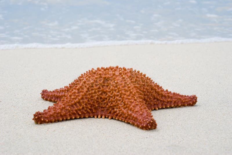 Starfish (Oreaster Reticulatus) Stock Image - Image of tropic ...