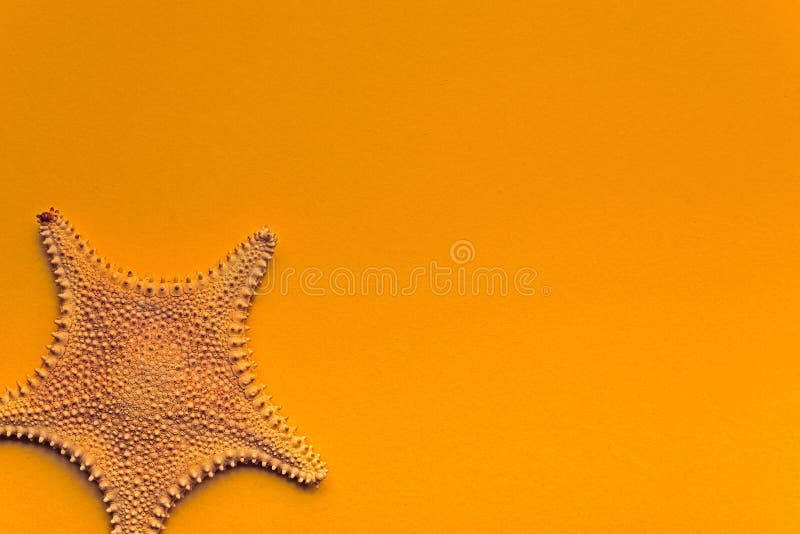 Starfish Over Yellow Background. View from Above Stock Image - Image of ...