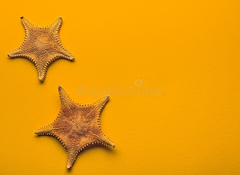 Starfish Over Yellow Background. View from Above Stock Photo - Image of ...