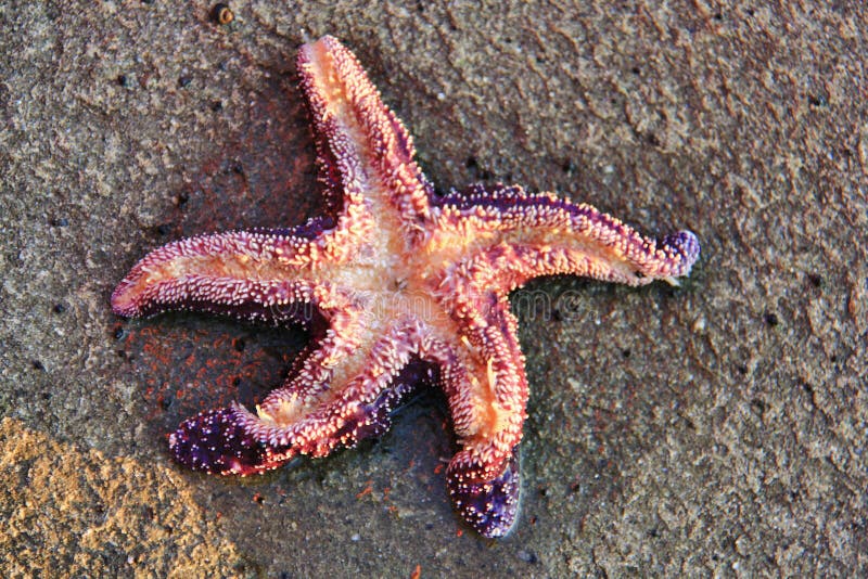 Starfish in Pacific Ocean Shore, Ladysmith, BC Stock Image - Image of ...
