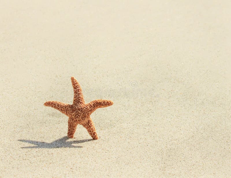 Starfish. Pacific Sea Star( Asterias Amurensis Stock Image - Image of ...