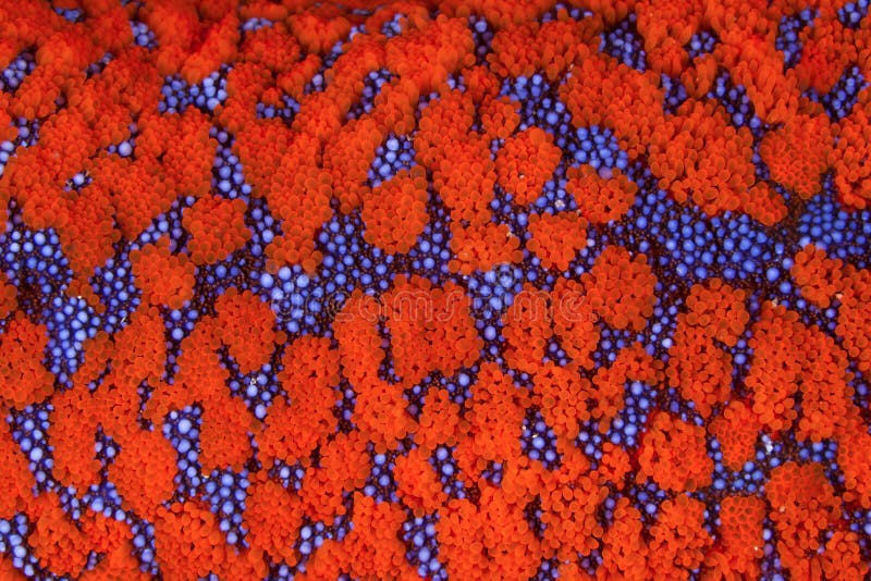 Starfish Pattern; Macro of Starfish Stock Image - Image of animal ...