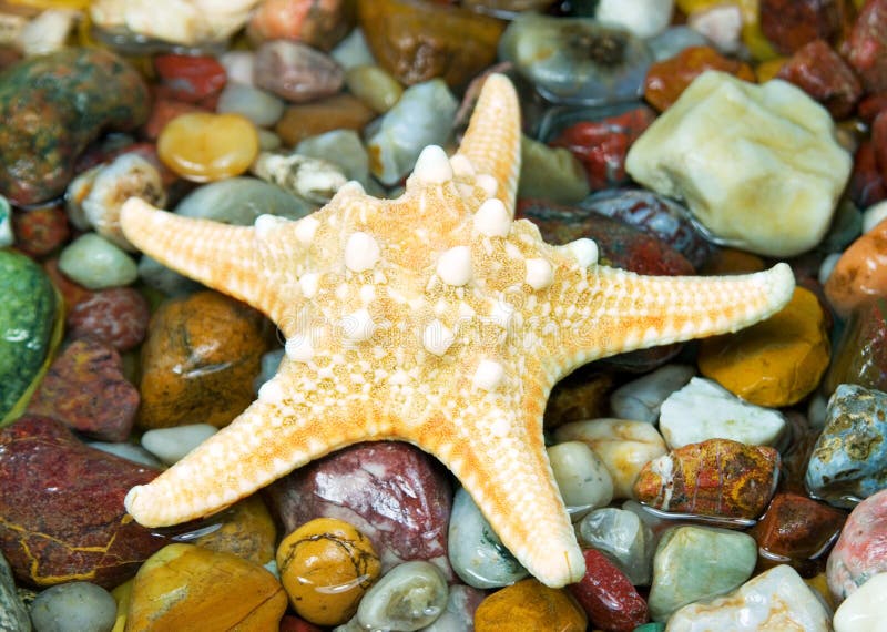Pink sea star stock photo. Image of life, underwater, marines - 3225122