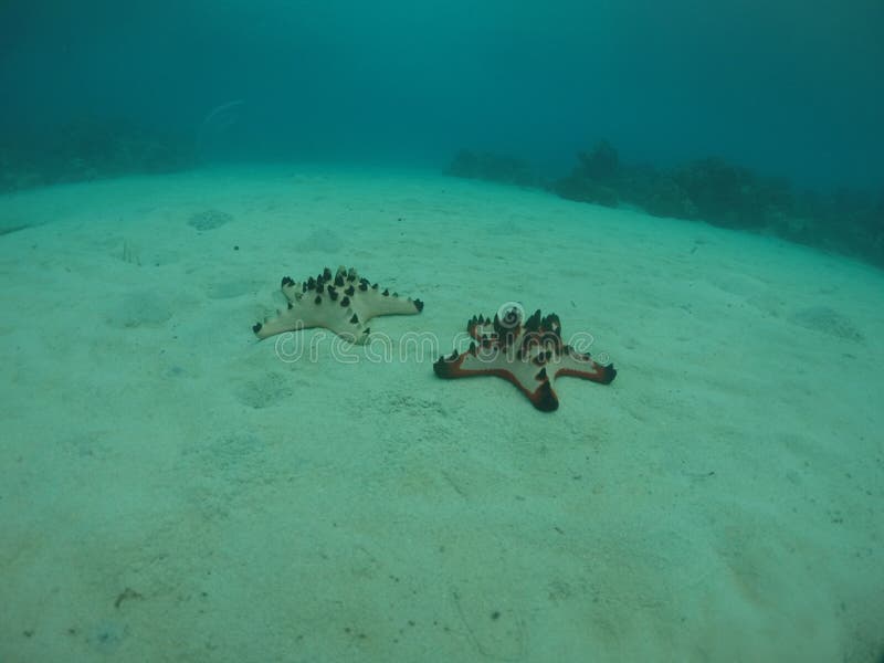 Starfish stock image. Image of starfish, pacific, ocean - 98652479