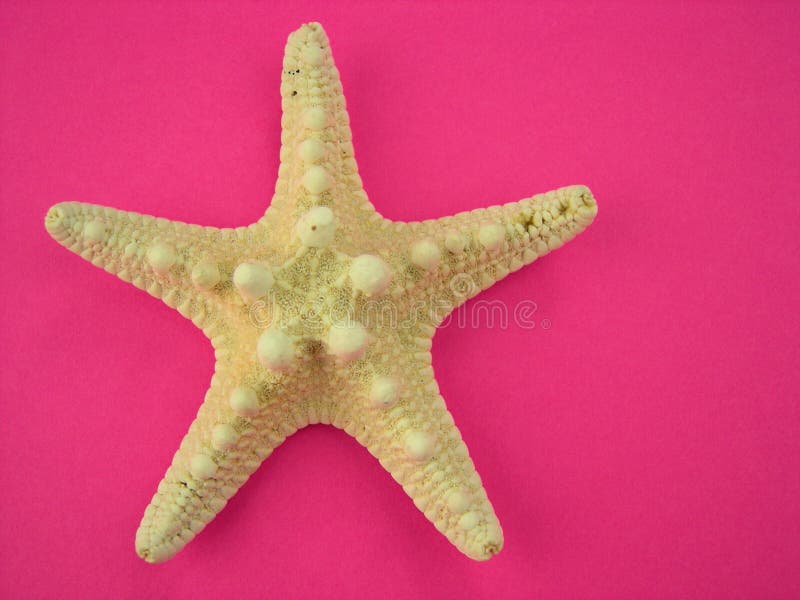 6,051 Pink Starfish Stock Photos - Free & Royalty-Free Stock Photos ...