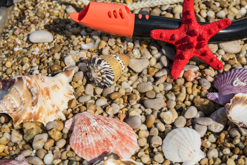 Starfish, Plunger Tube, Differnt Shells Lying on the Pebble Beach ...