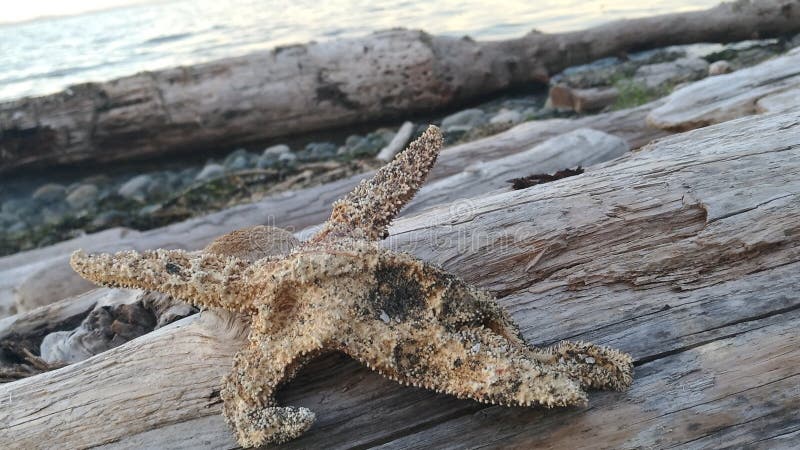 Starfish stock image. Image of beach, logs, starfish - 128212551
