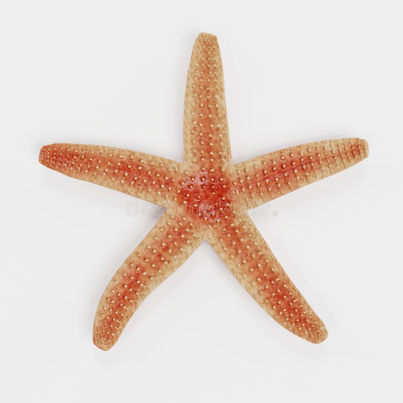 Starfish stock illustration. Illustration of common - 105454753