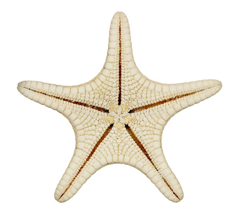 Starfish stock photo. Image of beige, pattern, crustacean - 43206862