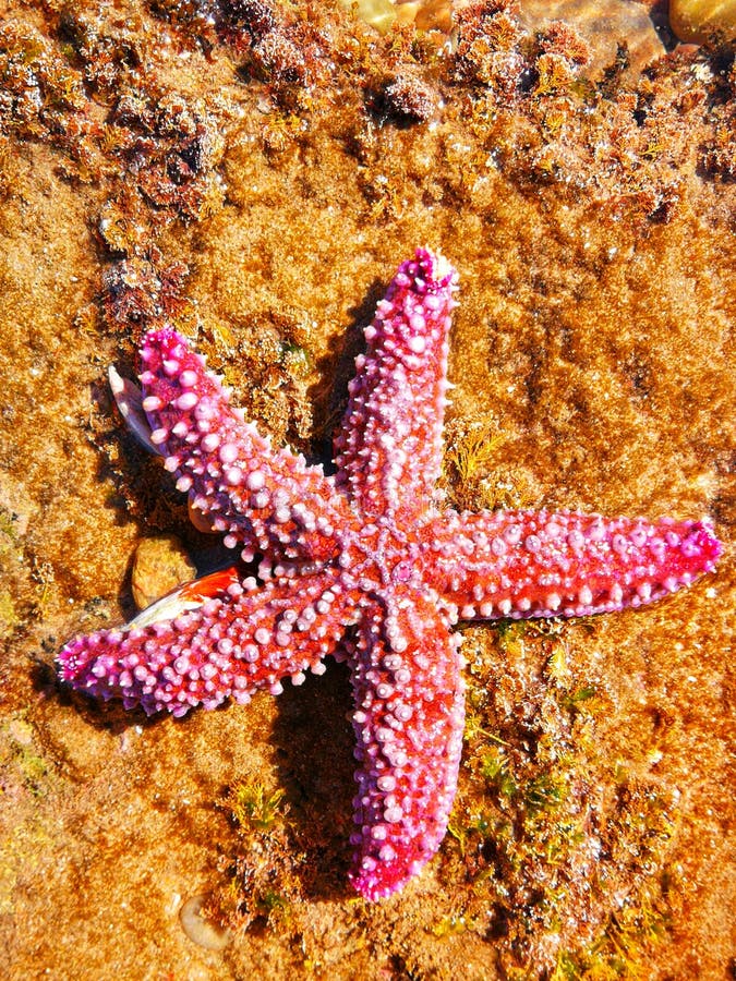 Starfish stock photo. Image of starfish, creature, pink - 130790402