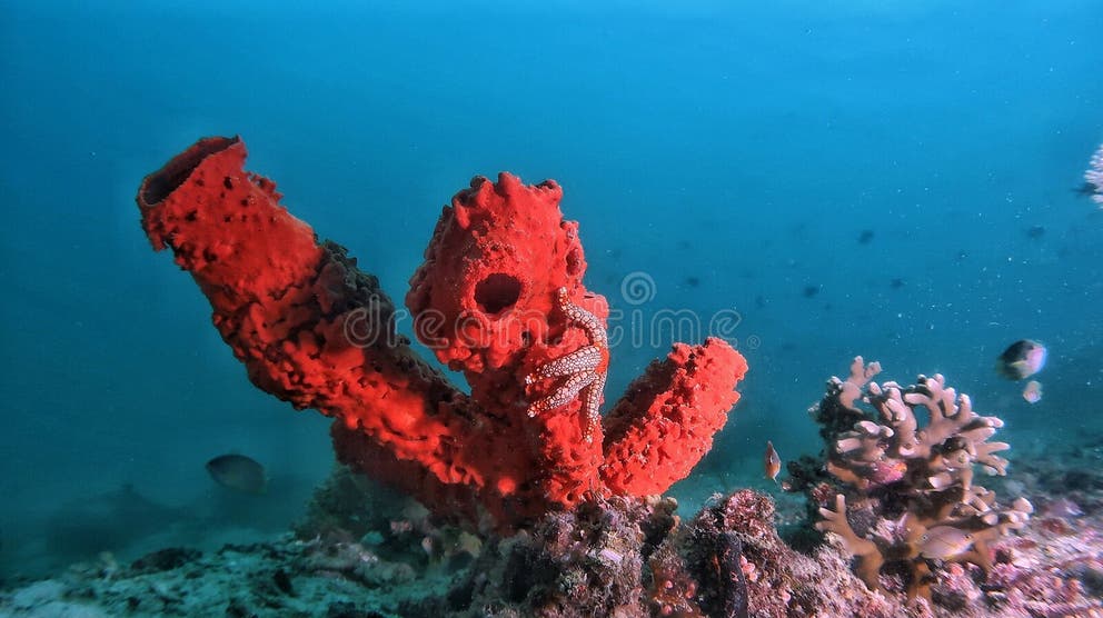 Starfish with red sponge stock photo. Image of spone - 288760738