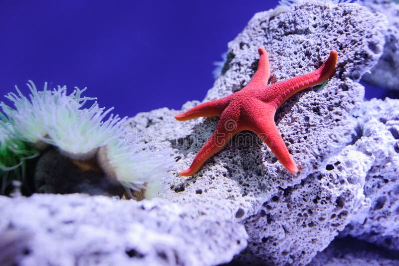 Star fish stock image. Image of island, coast, scene - 26153883