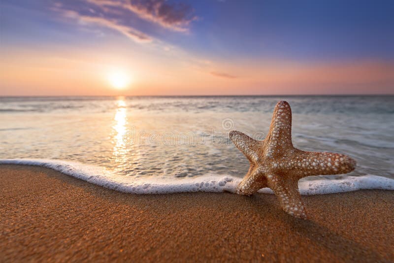 Starfish and the Rising Sun Stock Image - Image of caribbean, star ...