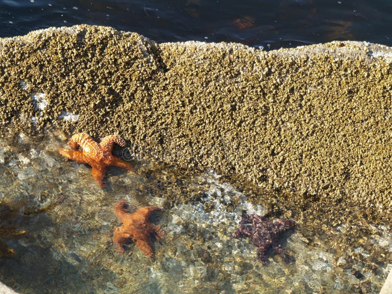 Starfish on rock stock photo. Image of orange, wildlife - 20465032