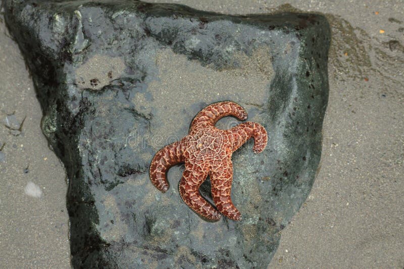 Starfish on a Rock Tidepool Ocean Stock Image - Image of california ...