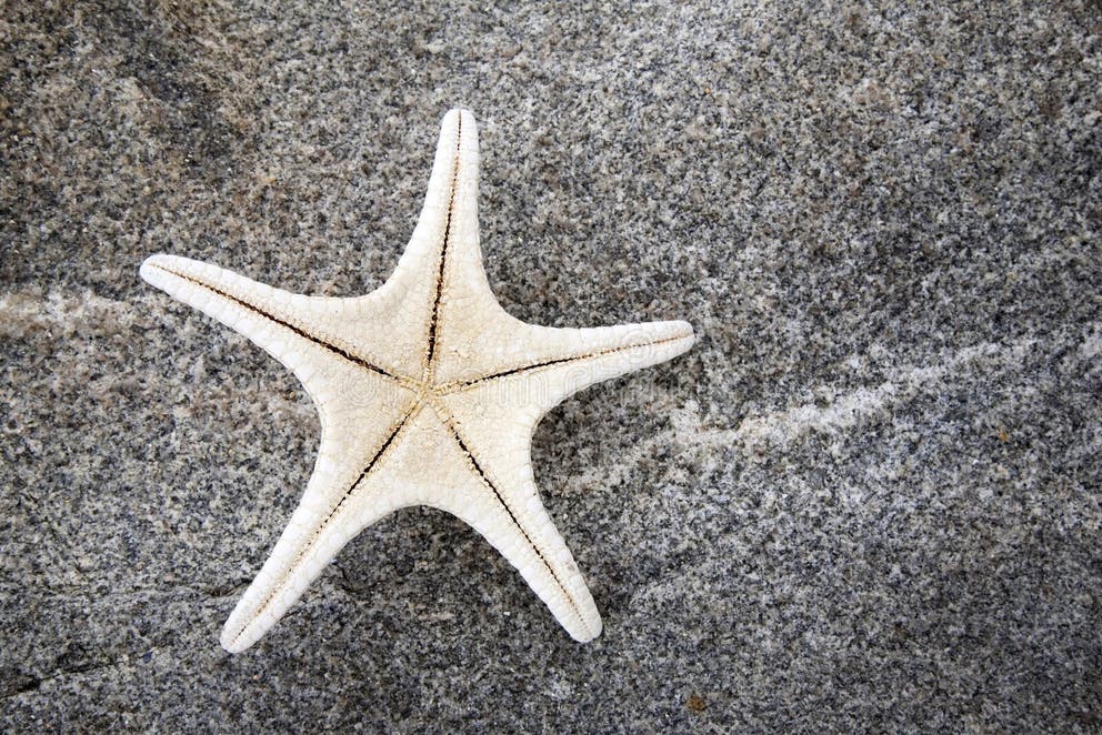 Starfish on Rock stock photo. Image of marine, seaside - 27624098