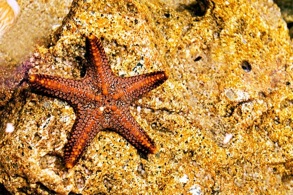 Starfish on a Rock in the Indian Ocean Stock Image - Image of starfish ...