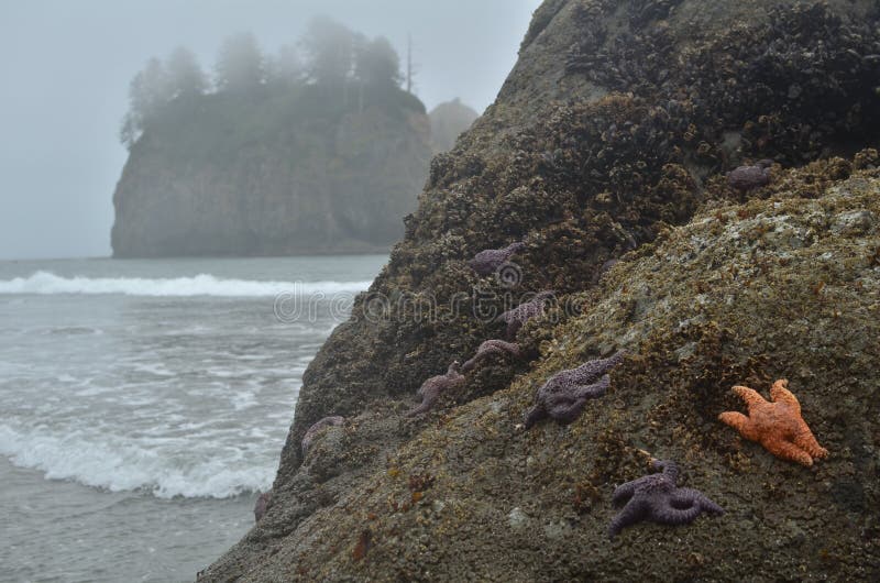 Starfish on a Rock at Olympic National Park Stock Image - Image of ...