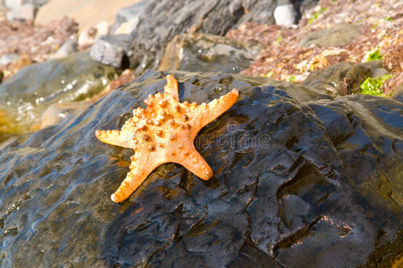 Starfish on Rock at Seashore Stock Image - Image of flower, portrait ...