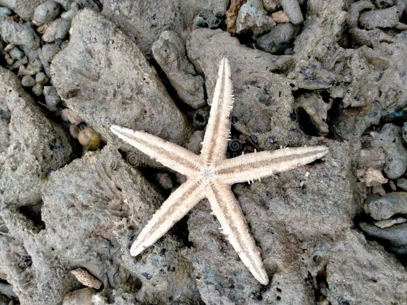 Starfish on the rock. stock photo. Image of underwater - 240535126