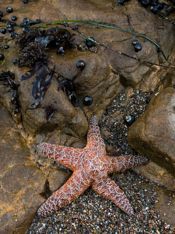 Starfish stock photo. Image of environment, rocks, coastal - 48754180