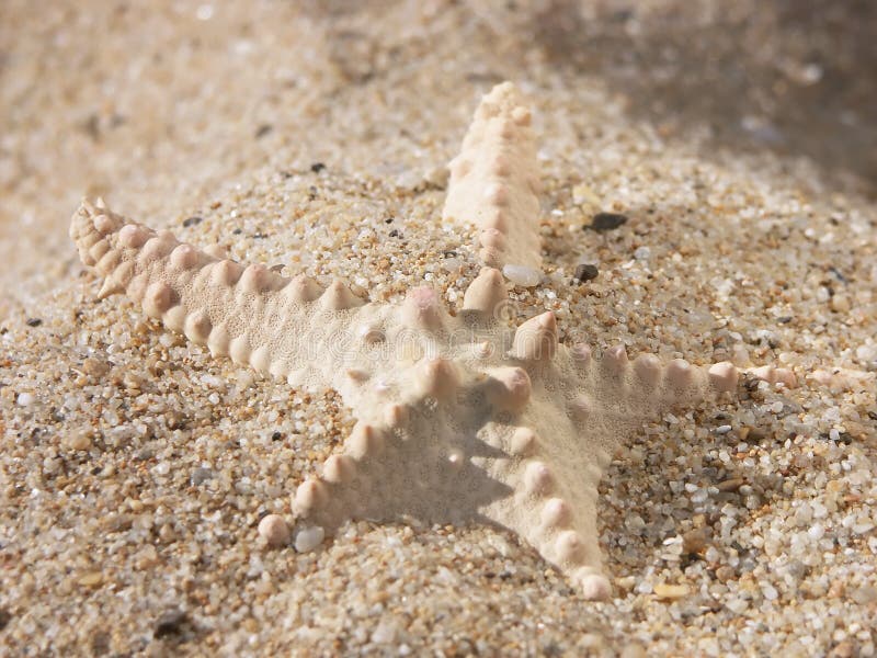 Starfish on sand stock photo. Image of texture, summer - 1339402