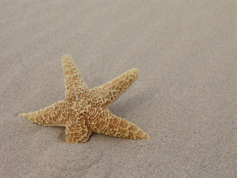 Starfish in sand stock photo. Image of summer, marine - 5171754