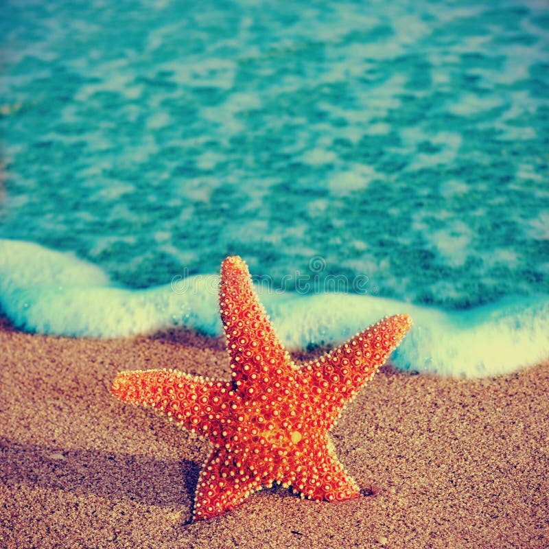 Starfish on the Sand of a Beach Stock Image - Image of beach, retro ...