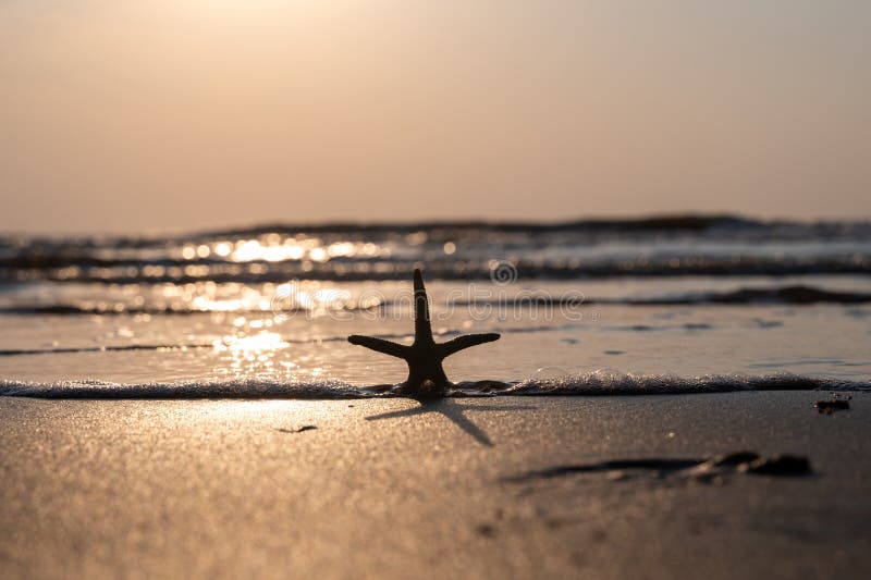 A Starfish in the Sand on a Beach at Sunset Stock Photo - Image of ...