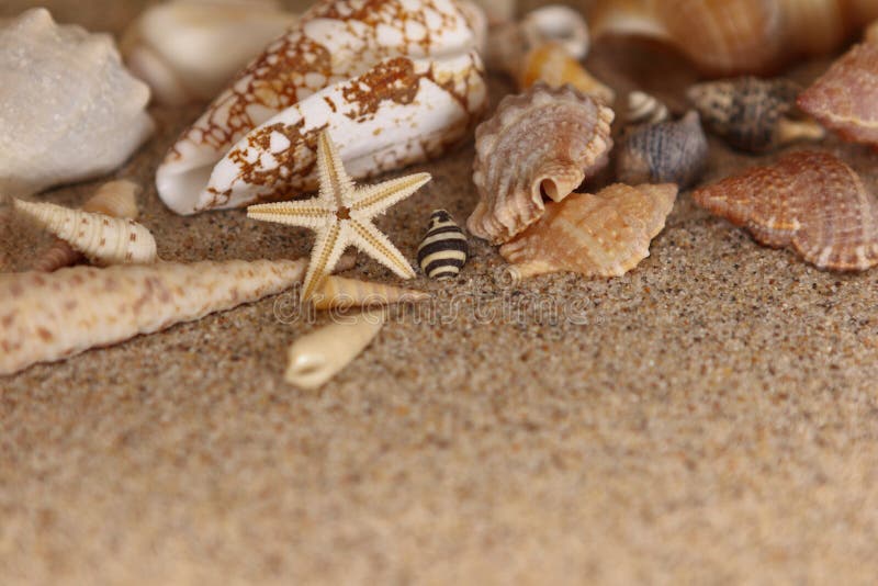 Starfish sand conch shells stock image. Image of starfish - 51936217