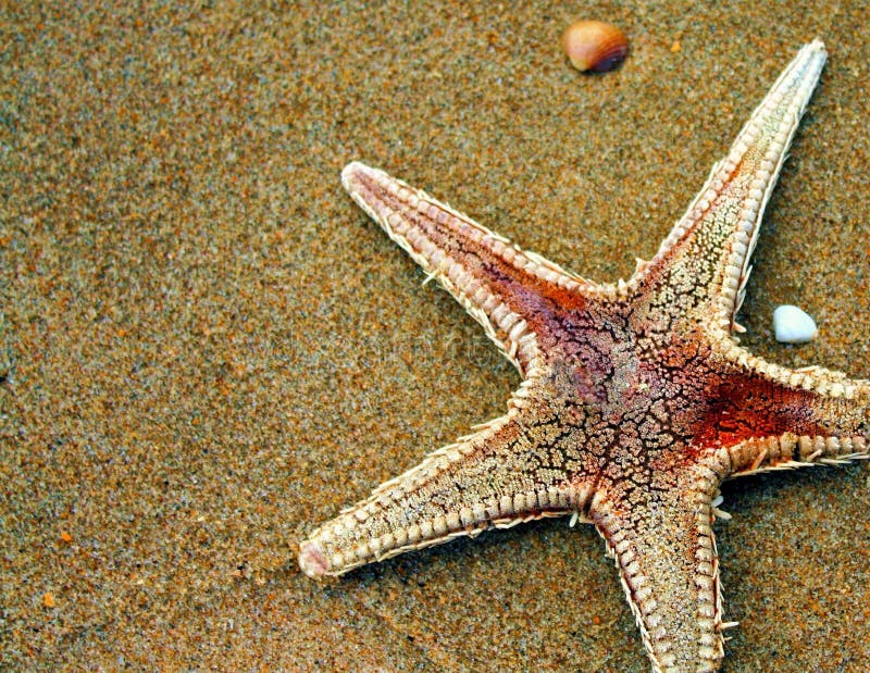 Starfish on the Sandy Beach Stock Image - Image of brown, natural ...