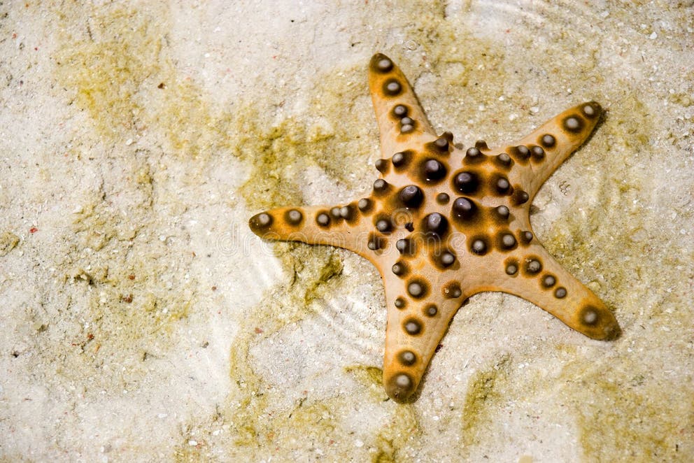 Starfish on sandy beach stock image. Image of single, five - 4857955