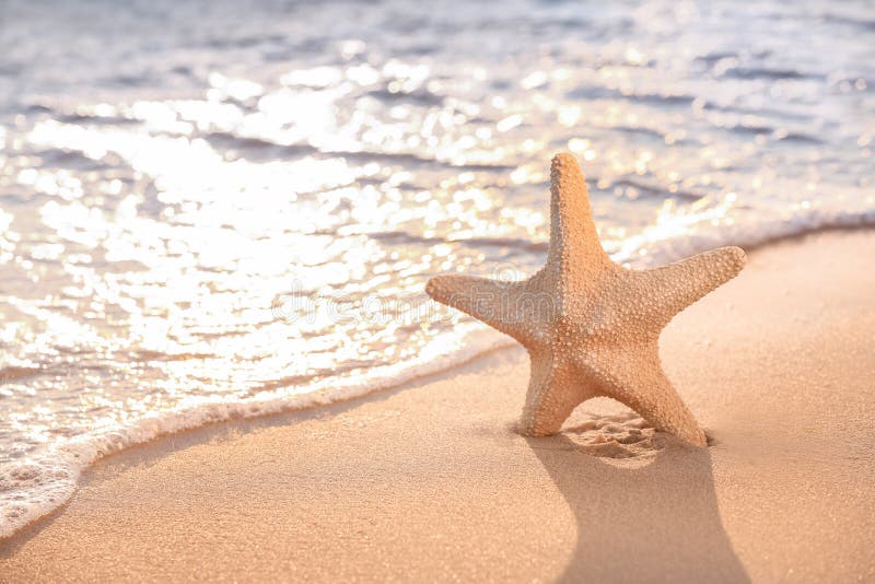 Starfish on Sandy Sea Beach Stock Image - Image of sand, resort: 151263045