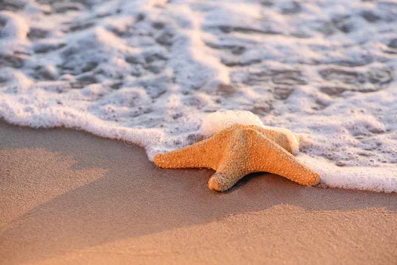 Starfish on Sandy Sea Beach Stock Image - Image of nature, seaside ...