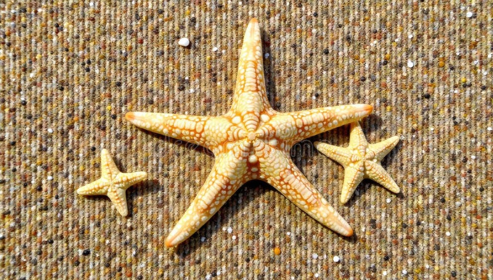 Starfish Macro View Stock Illustrations – 723 Starfish Macro View Stock ...